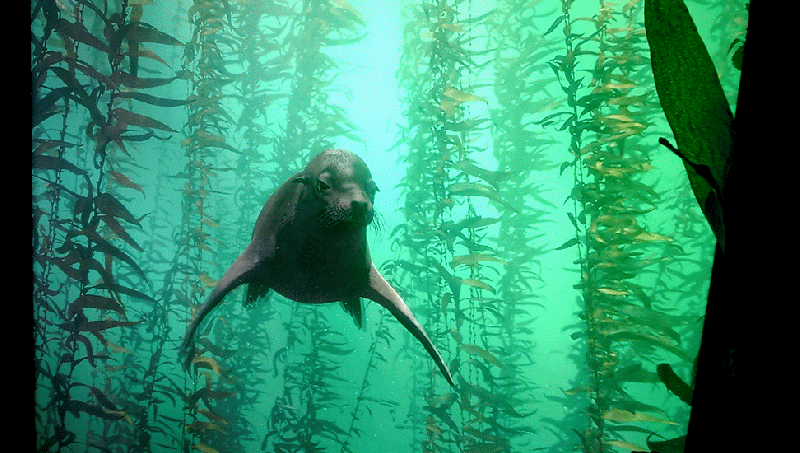 Gallery Mondays: Sea Lion @ National Geographic Encounter: Ocean ...